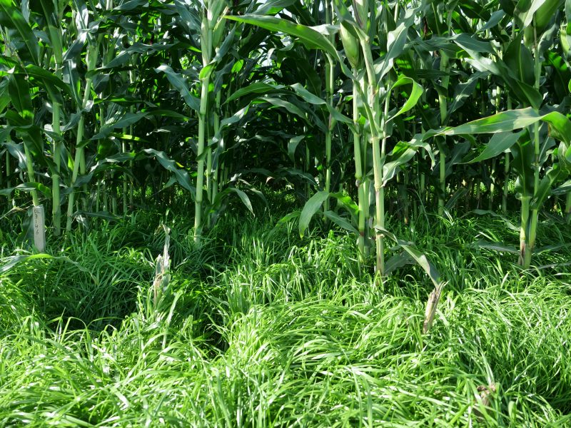 Relay Cropping on Dairy Farms – BC Living Lab